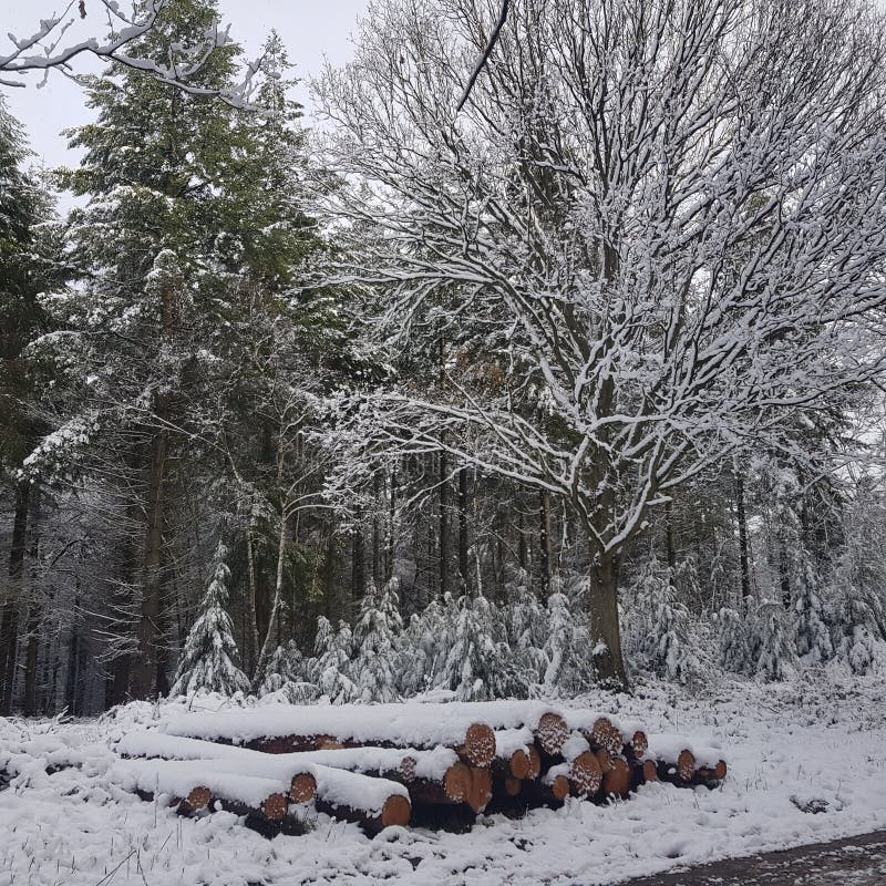 Snowy log pile stock image. Image of snow, christmas - 105589527