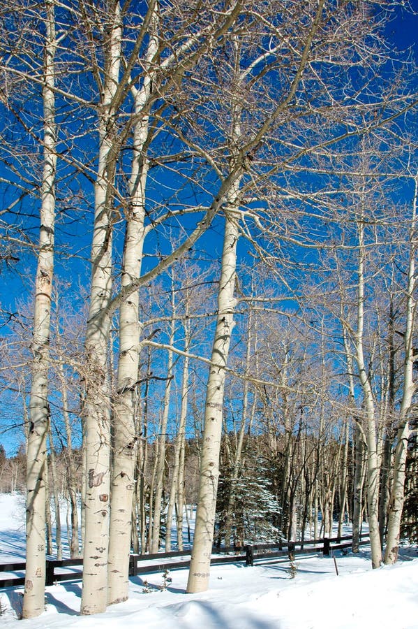 Snowy Aspen Trees stock image. Image of snowy, clouds, trees - 526595