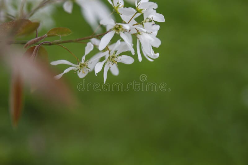 Snowy Mespilus White Flowers Stock Photo - Image of sarvisberry ...