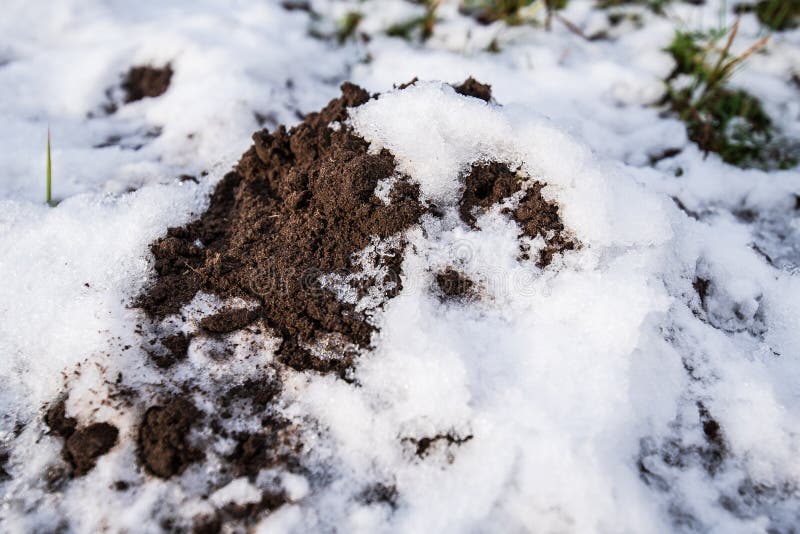 Snowy Mole Dug on a Sunny Autumn Day. the Snow is Melting Stock Image ...