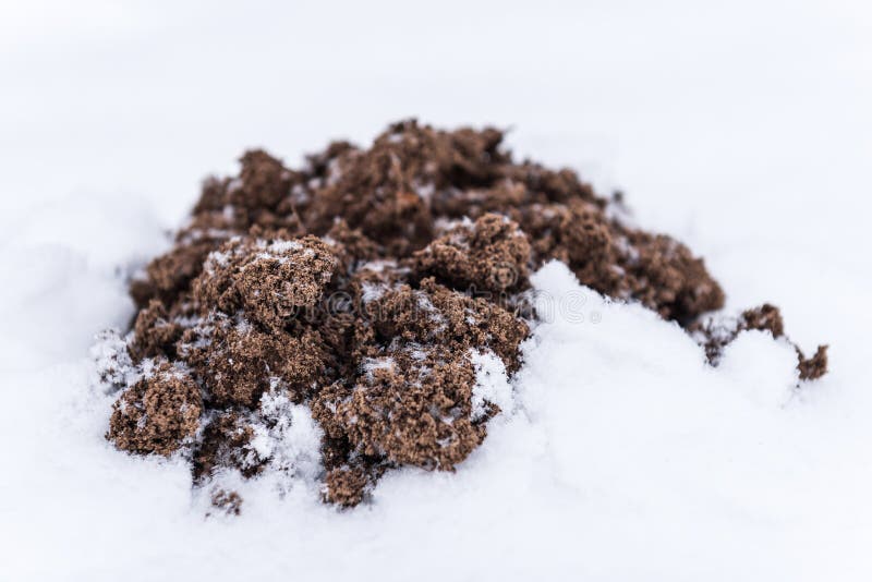 Snowy Mole Dug on a Winter Day Stock Photo - Image of rock, molehill ...