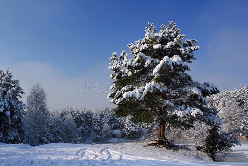 A snowy morning stock photo. Image of beauty, frozen - 17007886