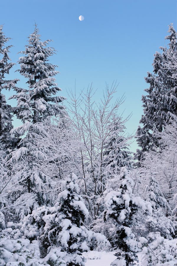 Snowy morning stock photo. Image of blue, white, frozen - 22118896
