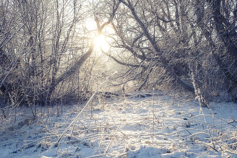 Snowy Morning Light stock image. Image of foliage, snowstorm - 49283179