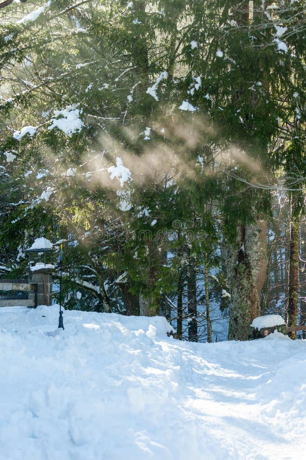 Snowy Mountain Path with Snow Covered Trees Stock Image - Image of ...