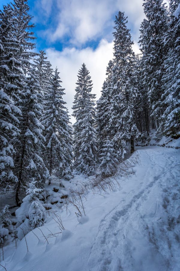 Snowy Mountain Trail in the Woods Stock Image - Image of area, national ...