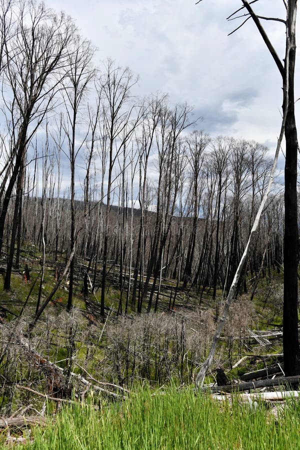 Bushfire Damage in the Blue Mountains West of Sydney Stock Photo ...
