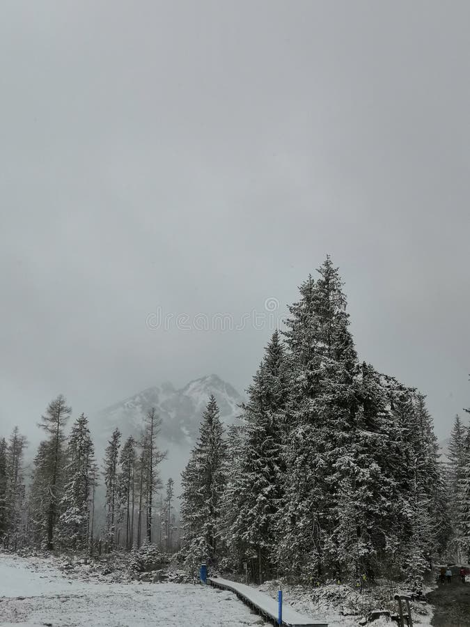 Snowy Mountains, Snowfall Forest Paths, Trees Stock Image - Image of ...