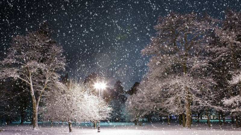Snowy Night with Starry Sky Over Trees Stock Illustration ...