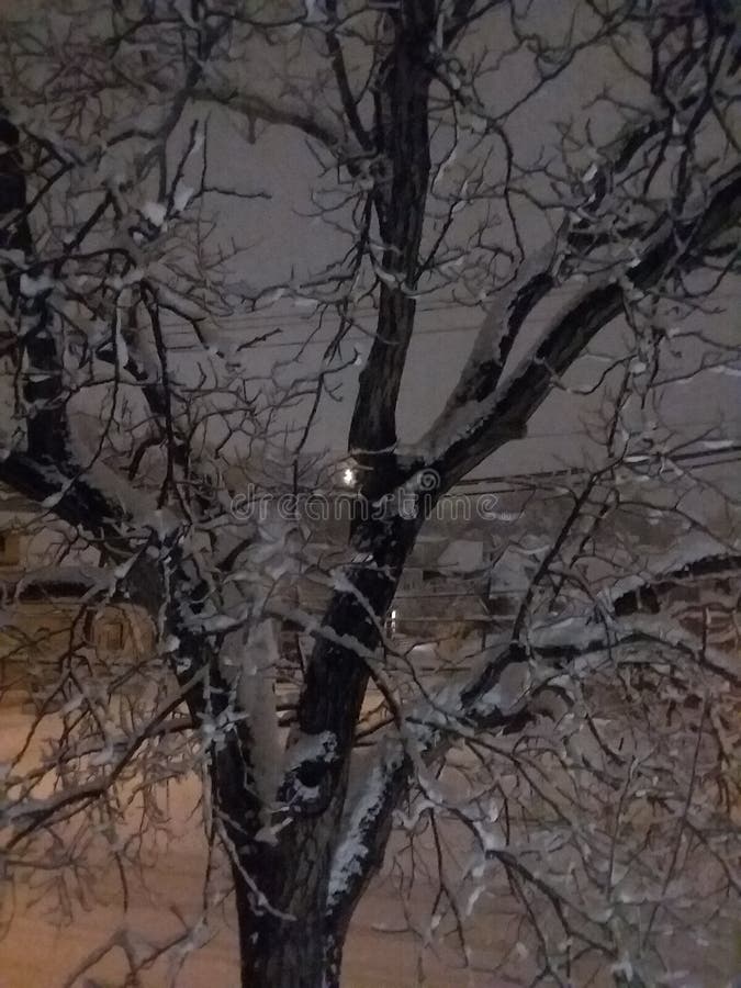 Snowy night stock photo. Image of white, night, tree - 146306292
