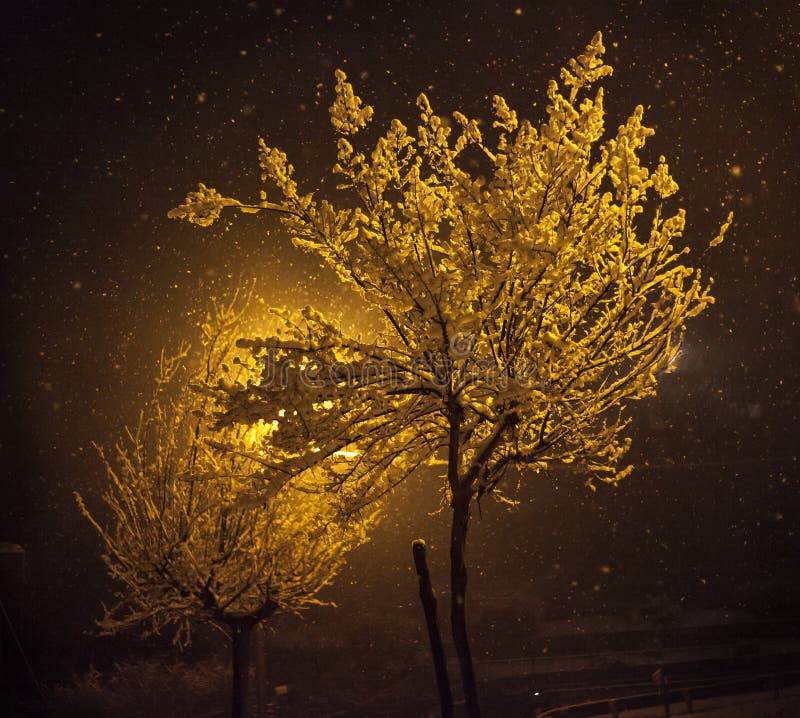 Snowy night - trees stock image. Image of cold, street - 39375669