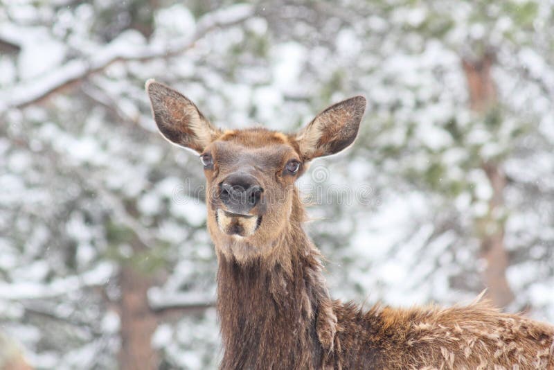 Snowy Nose Elk Face Shot Stock Photos - Free & Royalty-Free Stock ...
