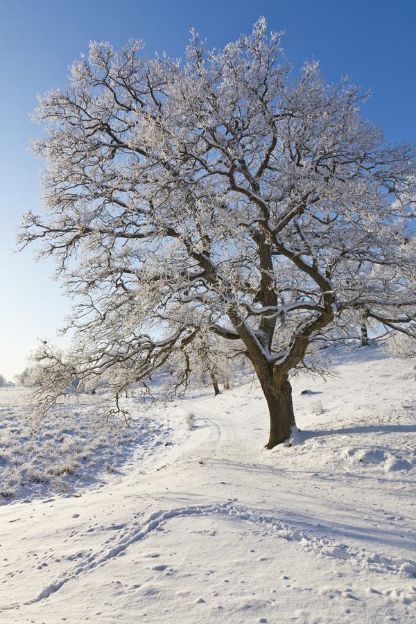 Snowy old Oak tree stock photo. Image of cold, snowy - 21992296