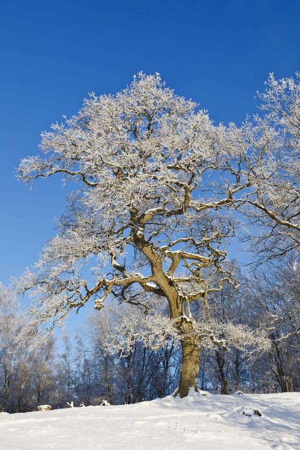 Snowy old Oak tree stock image. Image of pasture, country - 59780335