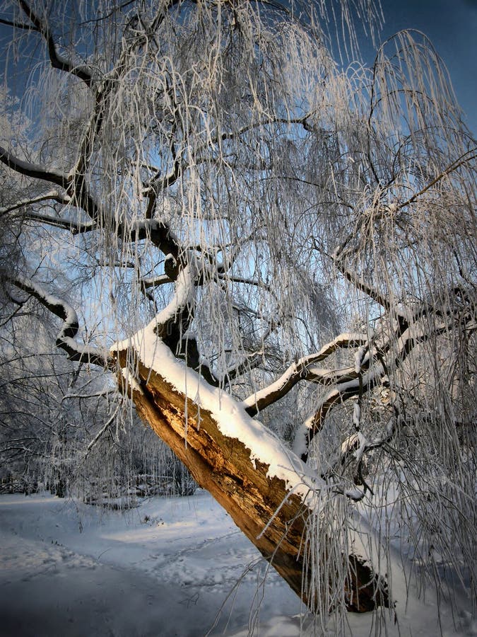 Snowy Old Willow Tree stock photo. Image of hoarfrost - 113940162