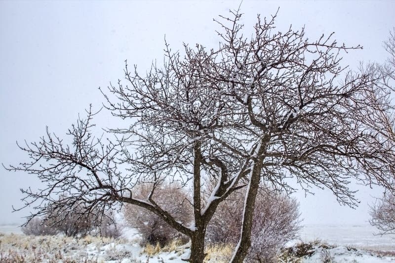 Snowy open field stock photo. Image of sunny, open, field - 215238570