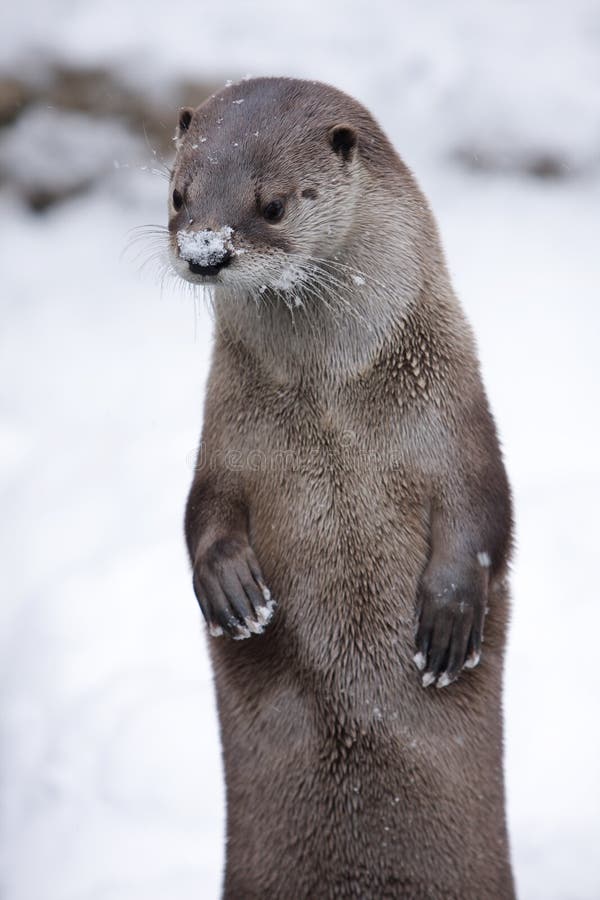Snowy Otter stock photo. Image of animal, brown, delta - 12142796