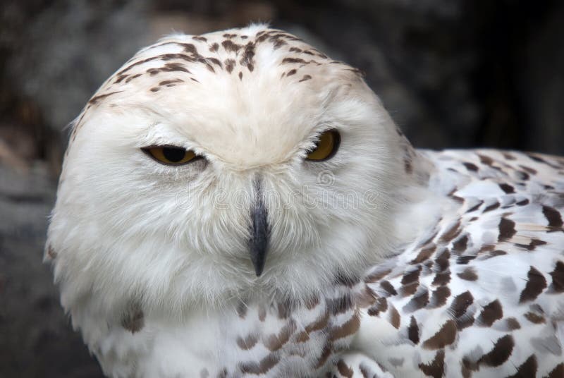 Snowy Owl stock image. Image of predator, snowy, nature - 11390359