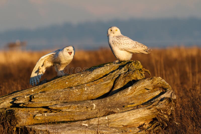 Snowy Owl stock image. Image of fauna, wood, bird, animal - 23490191