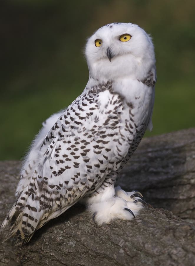 Snowy Owl stock image. Image of feathers, prey, wings - 29106661