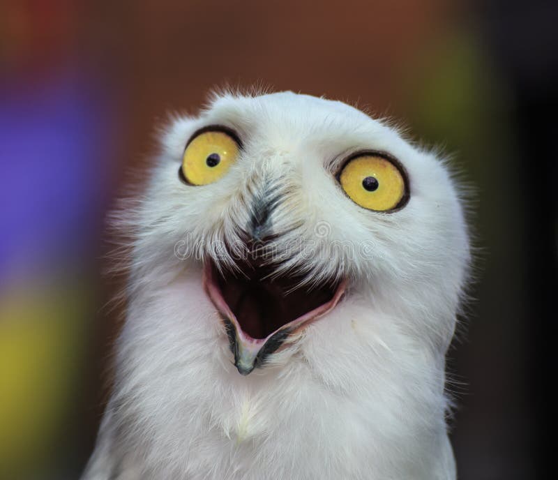 Snowy Owl stock image. Image of bubo, peekaboo, flight - 36832103
