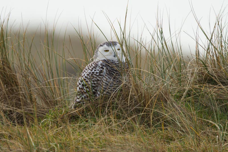 Close-up Snowy owl stock image. Image of flight, prey - 38279617
