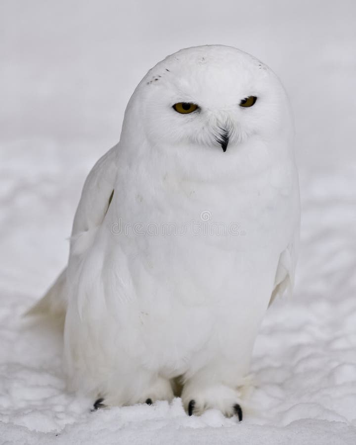 Snowy Owl stock photo. Image of cold, snow, animal, plumage - 4185214