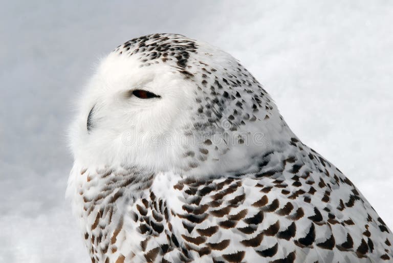 Snowy Owl stock photo. Image of prey, stare, snow, predator - 4685436