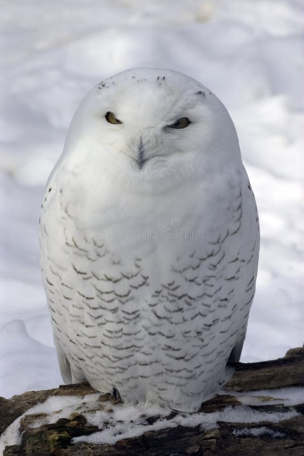 Snowy Owl stock photo. Image of looking, smart, predator - 73308