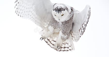 Snowy Owl stock image. Image of perching, bill, birds - 8877137