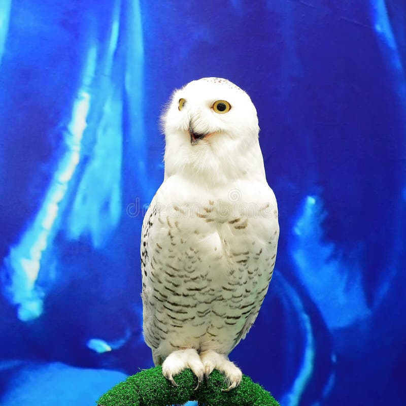 Snowy Owl stock image. Image of prey, white, arctic, scandiacus - 35011121
