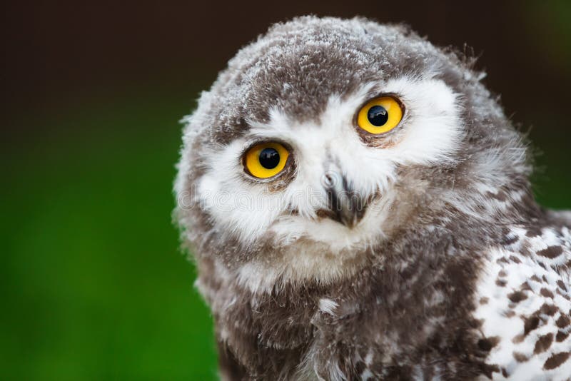 Snowy owl chick stock image. Image of wildlife, background - 77549825