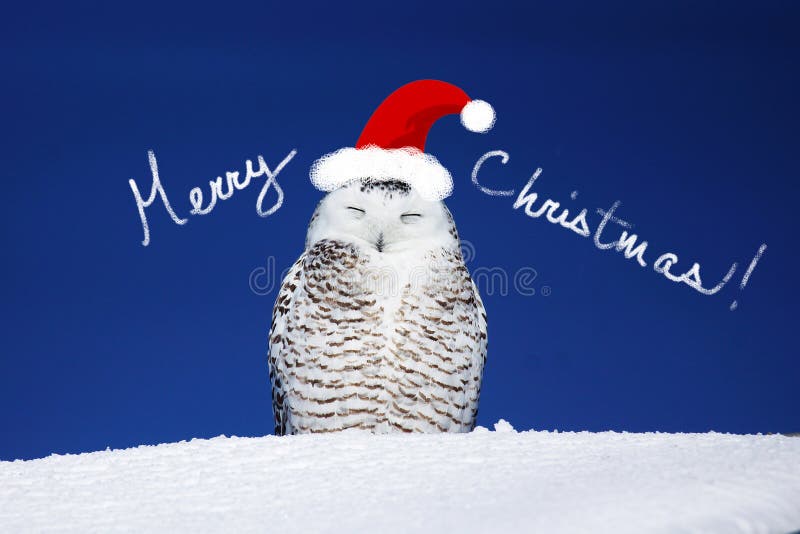 Snowy owl Christmas card stock image. Image of avian - 81614699
