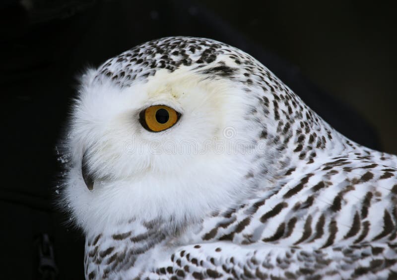 Snowy Owl Close-up stock image. Image of closeup, focus - 37650097