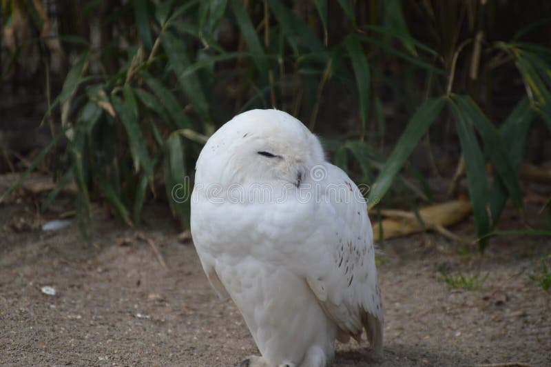 Snowy Owl Close up stock photo. Image of american, snow - 79228576