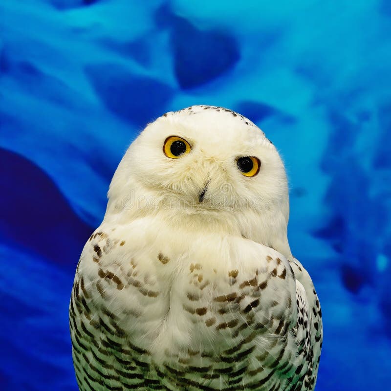 Snowy Owl stock photo. Image of eyes, majestic, head - 32502152