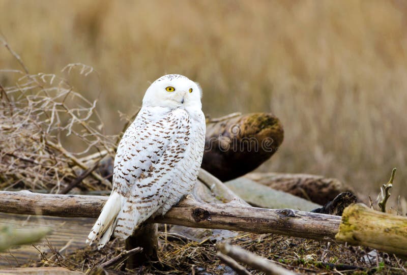 Snowy Owl, with Fall Color Background Stock Image - Image of snowy ...