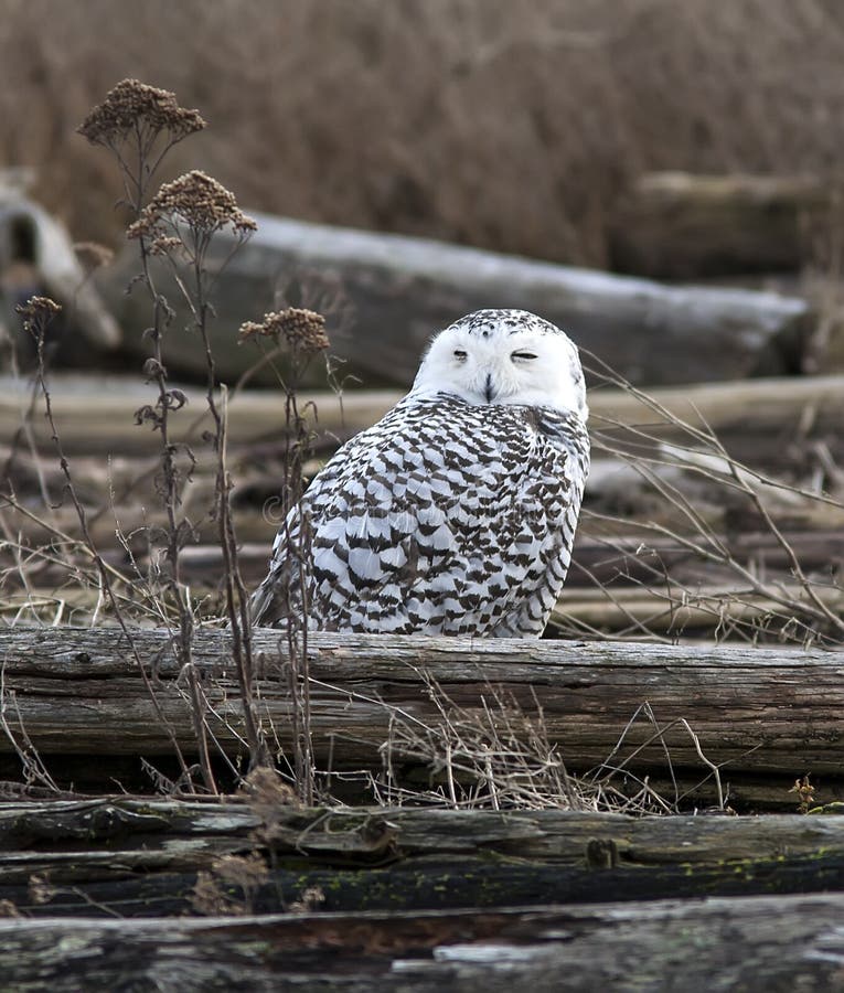 Perched Female Snowy Owl stock photo. Image of nesters - 113461638