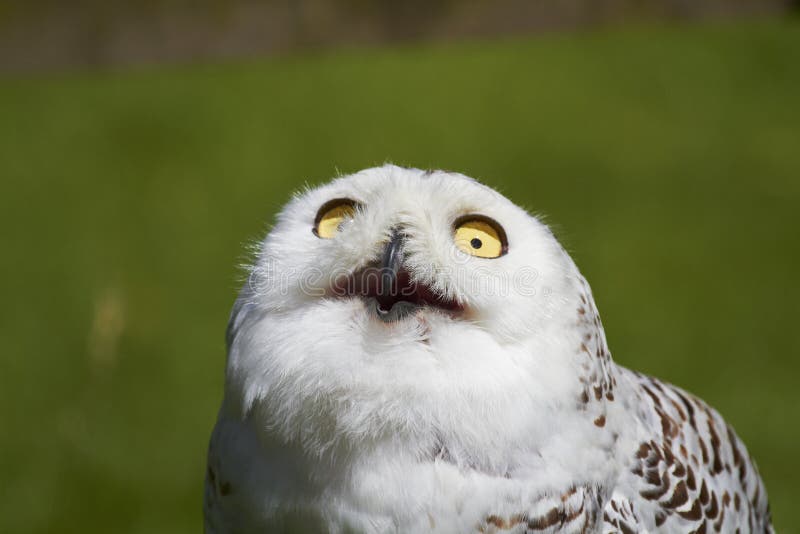 Snowy owl stock image. Image of head, snowy, eyes, feathers - 44232947