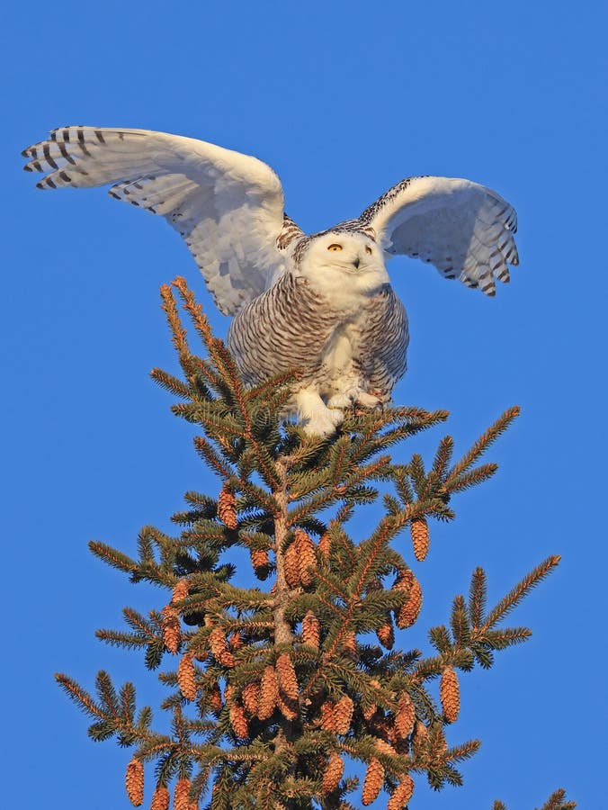 Snowy Owl Female Perched in a Pine with Blue Sky on the Background in ...