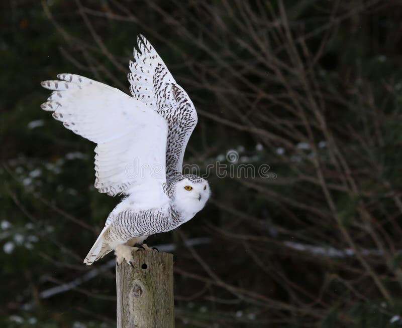 Snowy Owl Flapping it S Wings Stock Image - Image of flapping, winter ...