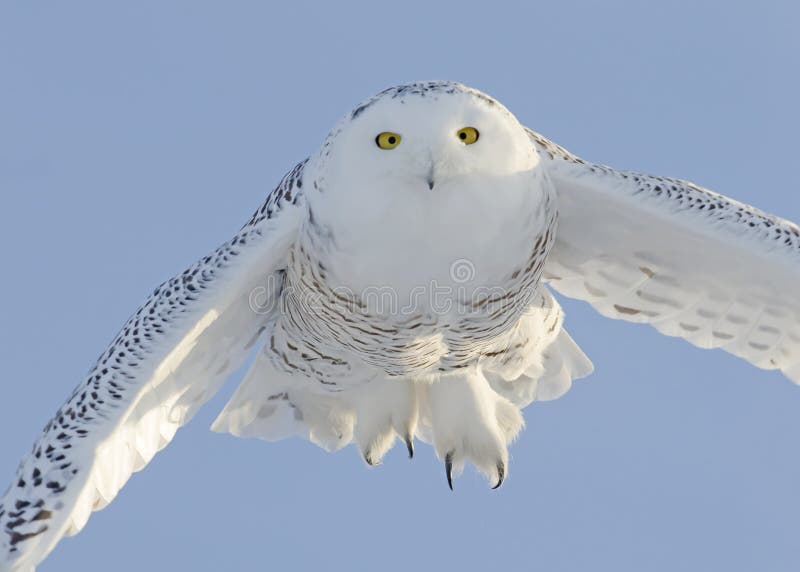 Snowy Owl Flying stock photo. Image of intense, eyes - 28126602