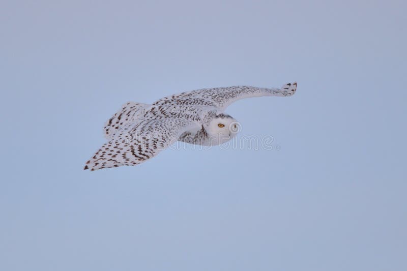 Snowy Owl flying stock photo. Image of white, avian, nature - 64547604