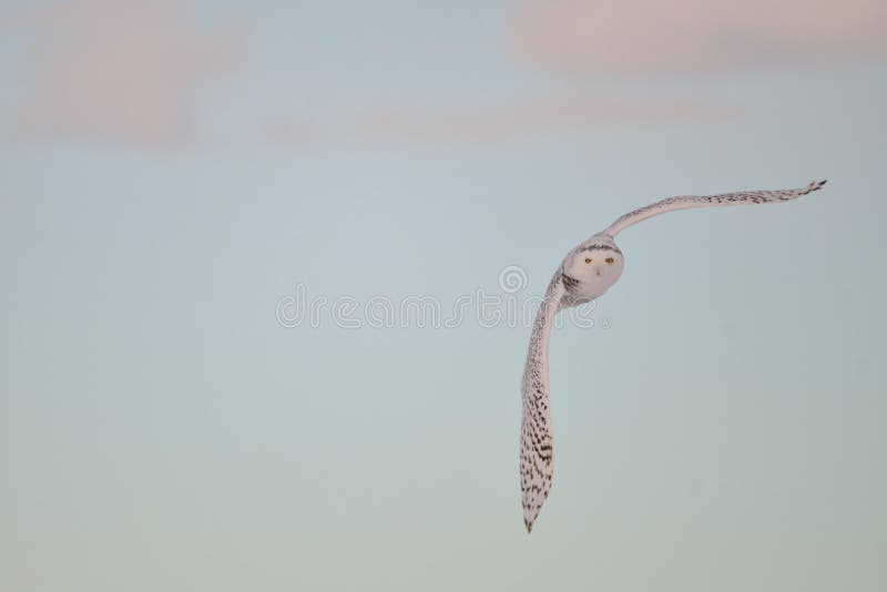 Snowy Owl flying at sunset stock image. Image of prey - 22728205