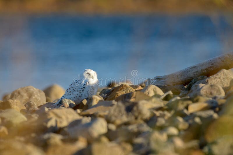 Snowy owl on the ground stock photo. Image of quebec - 50236072