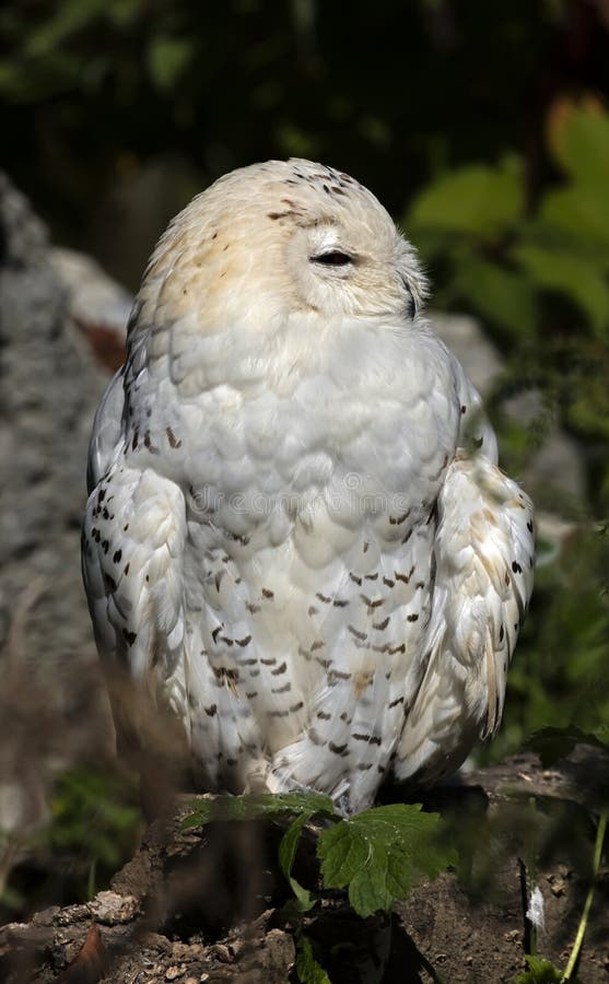Snowy owl 5 stock image. Image of beak, fauna, claw, north - 80478147