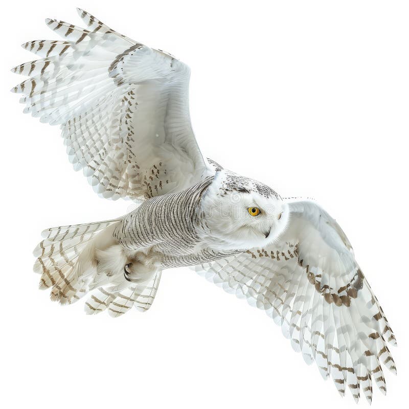A Snowy Owl in Mid-flight, Its White Feathers Blending Seamlessly with ...