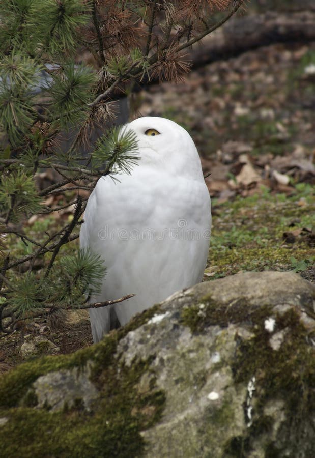 Snowy Owl partly hidden stock image. Image of environmental - 21206675
