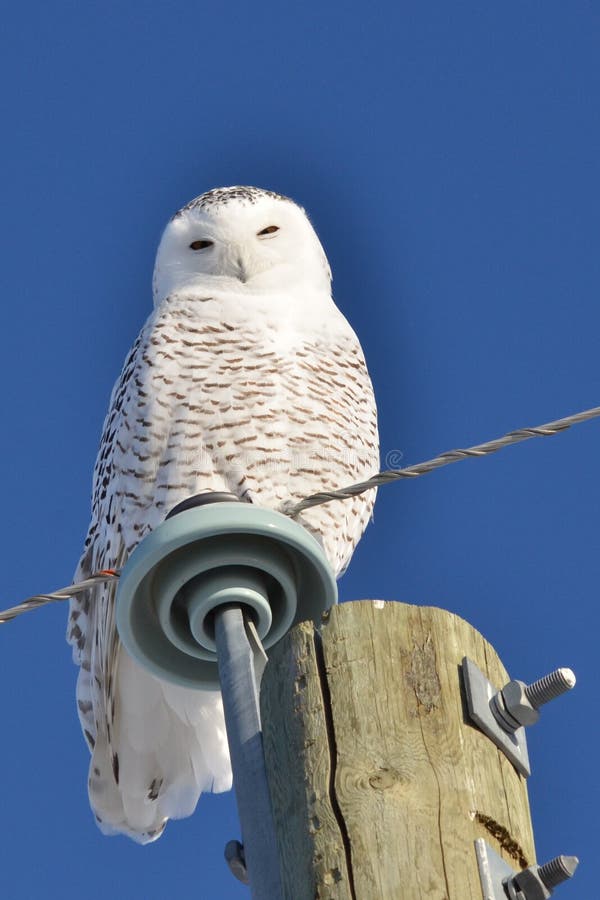 Snowy Owl perched stock image. Image of fluffy, animal - 22738733