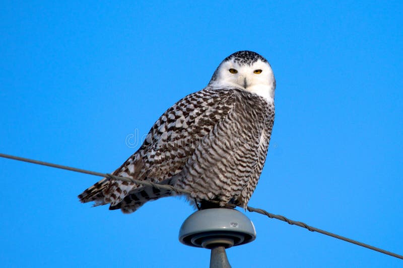 Snowy Owl perched stock image. Image of looking, beak - 22738753